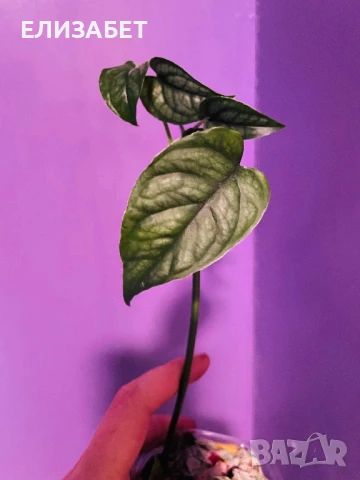 Monstera в Стайни растения в гр. София - ID50566652 | Bazar.bg