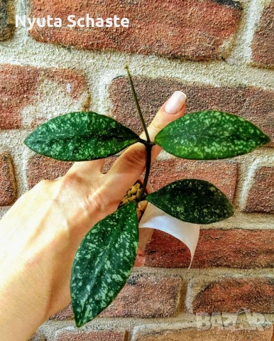 Hoya rundumensis 'Splash' в Стайни растения в гр. Варна - ID50501418 ...