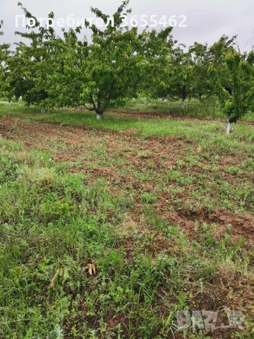 Овощна градина 24 дка с. Карабунар в Парцели в с. Карабунар ...